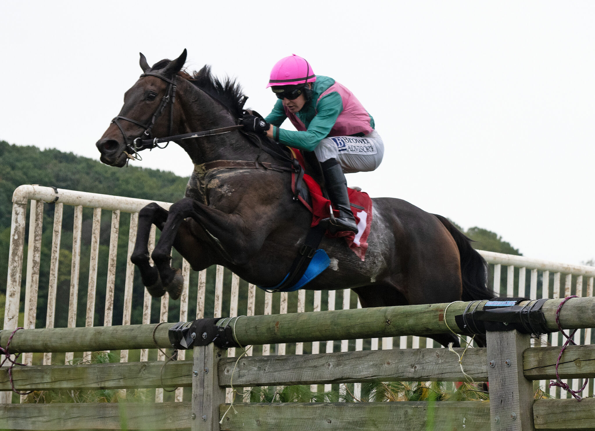 NEWS - National Steeplechase Association